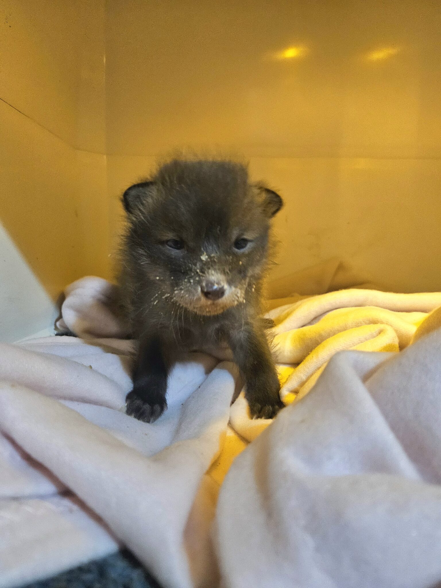 Wirral Fox Rescue | Foxes